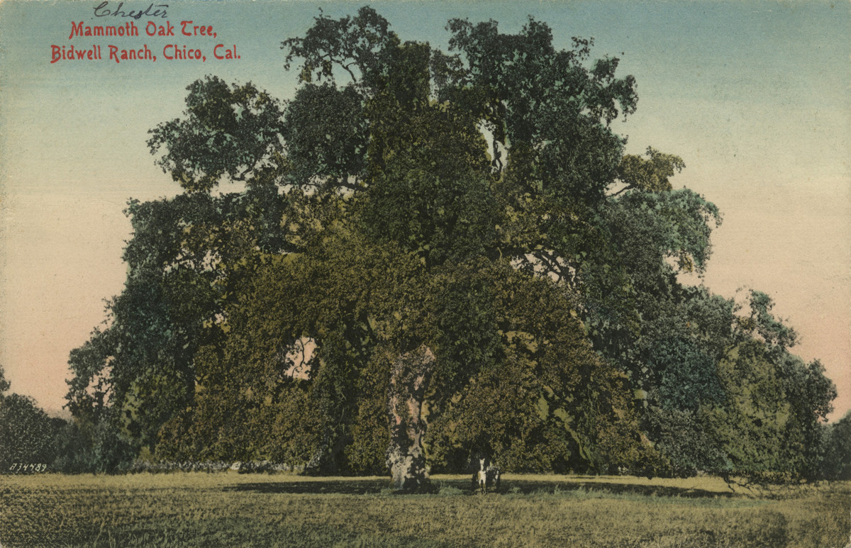 History Timeline | Downtown Chico, CA