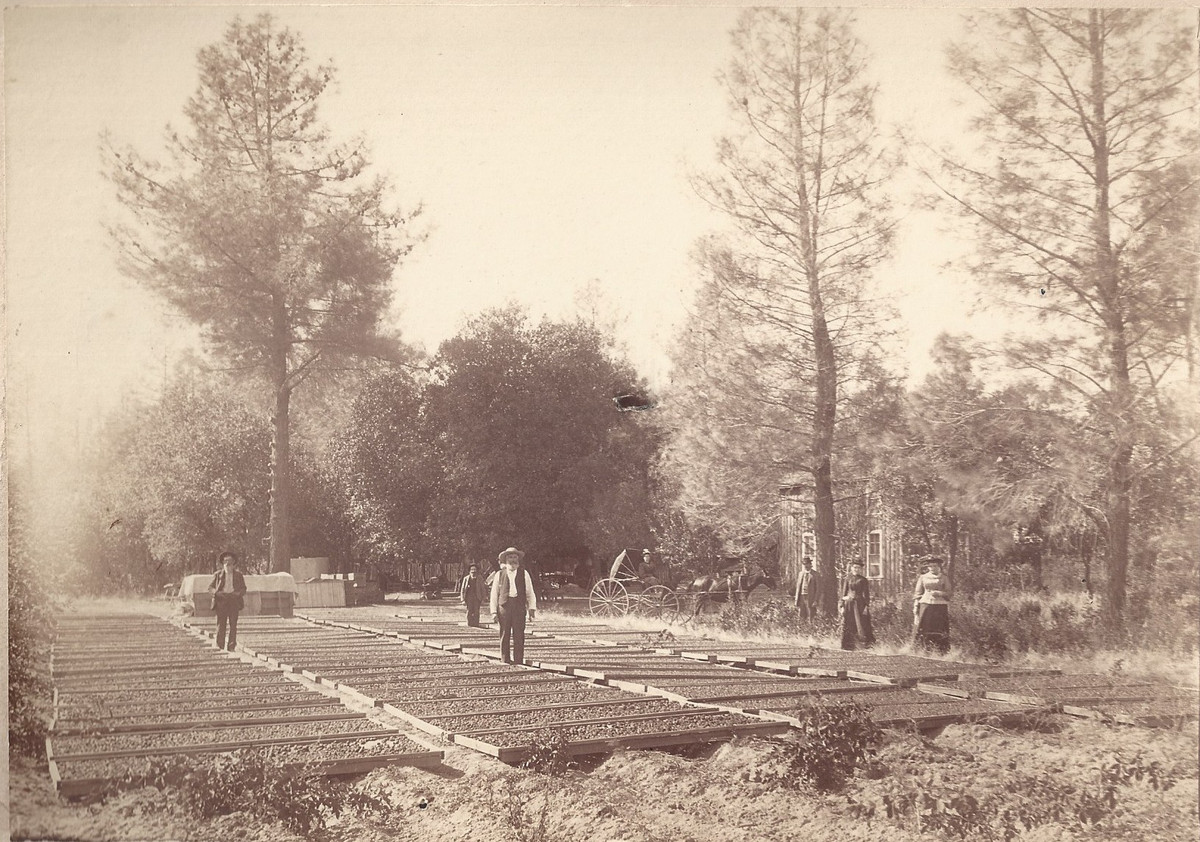 History Timeline | Downtown Chico, CA